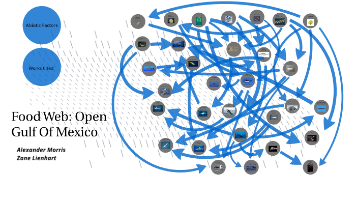 Food Web: Open Gulf of Mexico by Alexander Morris on Prezi