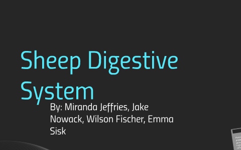 Sheep Digestive System by wilson fischer on Prezi