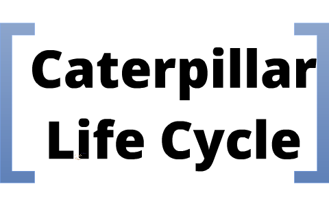 Caterpillar Life Cycle by Denise Herdman on Prezi