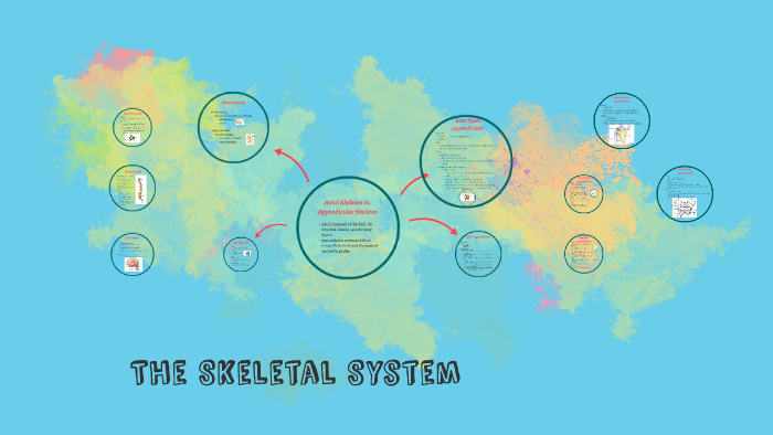 The Skeletal System by Kate Rosner on Prezi