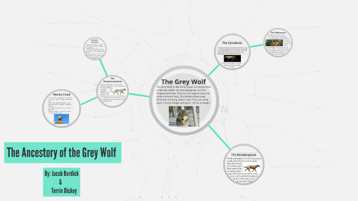 Grey Wolf Science Project 2015 by Terrin Dickey on Prezi