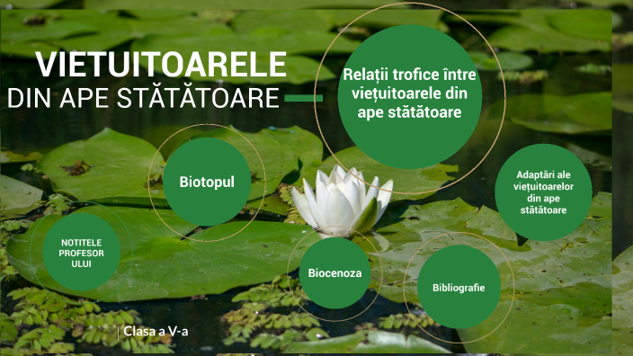 Ecosistemul de apa statatoare by Daniel Pop on Prezi