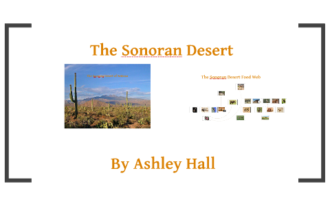 Food Web: The Sonoran Desert by Ashley Hall on Prezi