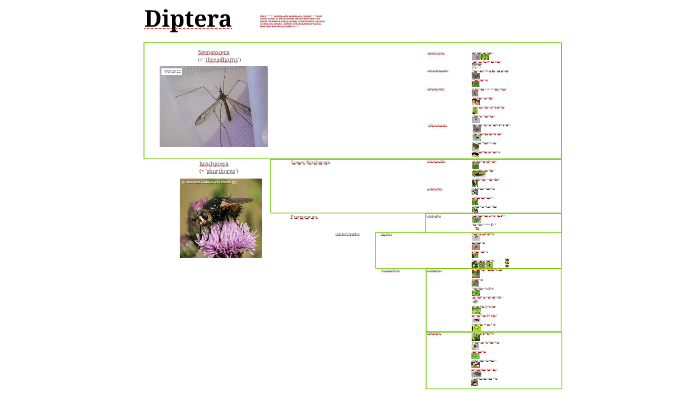 Diptera classification by Martin Harvey on Prezi