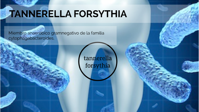 tannerella forsythia by PAULA RODRIGUEZ on Prezi