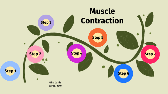 Muscle Contraction Project by Carlia Lybbert on Prezi
