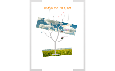 Modern Classification by justin tice