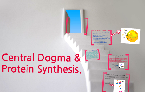 Central Dogma & Protien Synthesis by rachel girma on Prezi