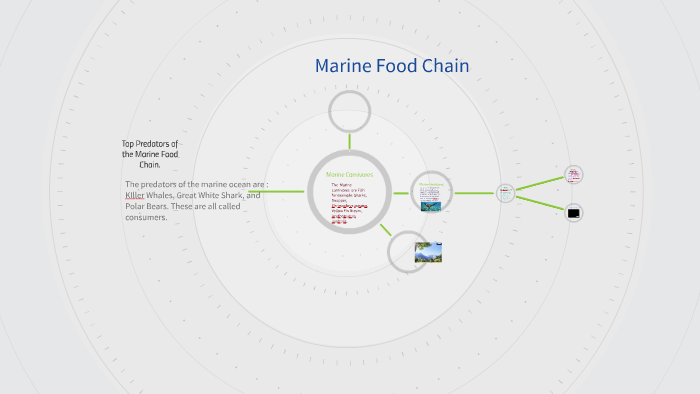 Marine Food Chain by My HiddenDragon on Prezi