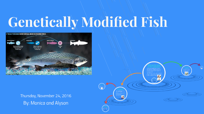 Genetically Modified Fish by Alyson Roh on Prezi
