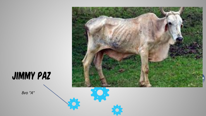 RETICULITIS TRAUMÁTICA by Jimmy Paz on Prezi