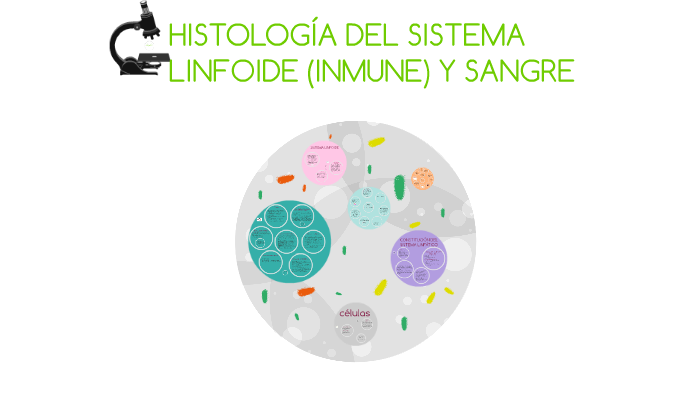 HISTOLOGÍA DEL SISTEMA LINFOIDE (INMUNE) Y SANGRE by on Prezi