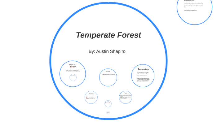 Temperate Forest by AUstin Shapiro