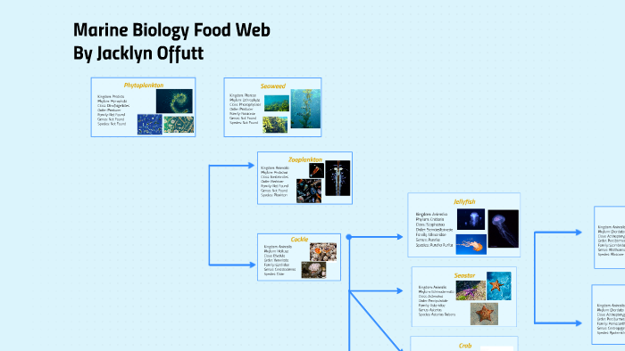 Marine Biology Food Web by Jacklyn Offutt on Prezi