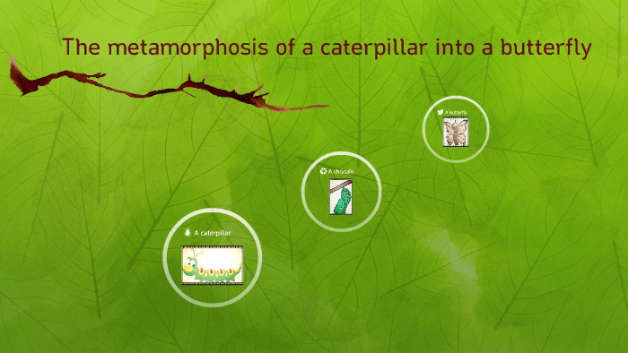 The metamorphosis of a caterpillar into a butterfly by Alex OH on Prezi