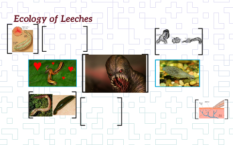 Ecology of Leeches by Wing Ng on Prezi