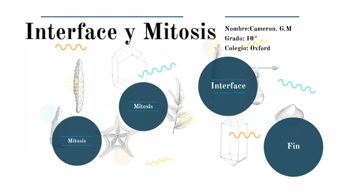 Interface y mitosis by Cameron G. M on Prezi