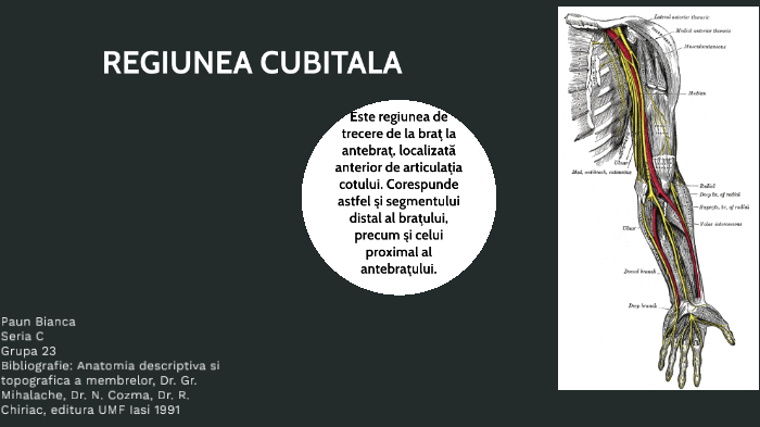 Fosa cubitala by Bianca Elena Paun on Prezi