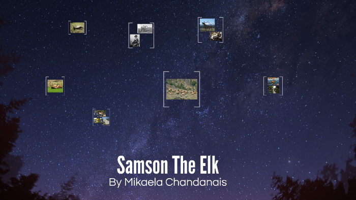 Samson The Elk by Mikaela Chandanais on Prezi