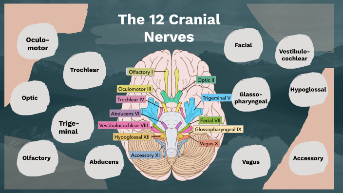 The 12 Cranial Nerves by Stanelle Mais on Prezi