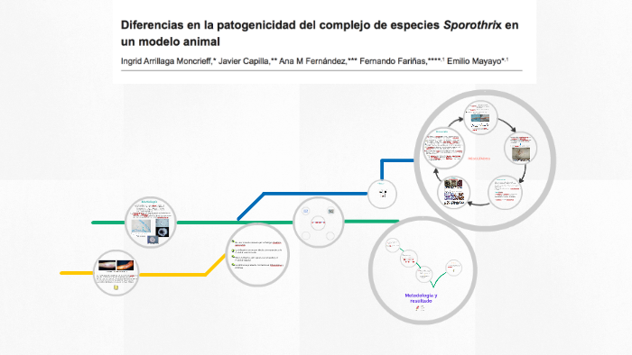 Es una micosis causada por el hongo dimórfico Sporothrix by Stephania ...