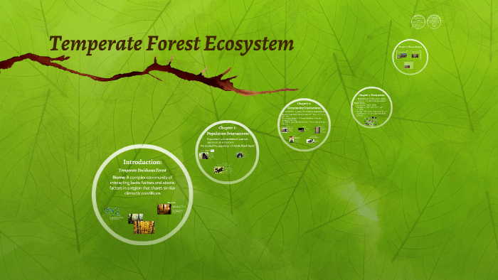 Temperate Deciduous Forest Biome by Anna Altavilla on Prezi