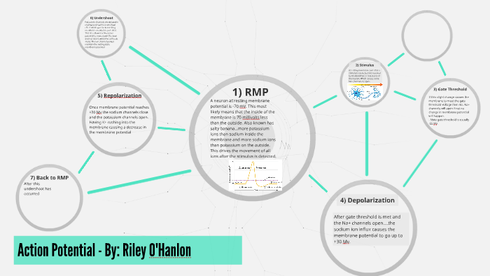 Action Potential by Riley O'Hanlon on Prezi