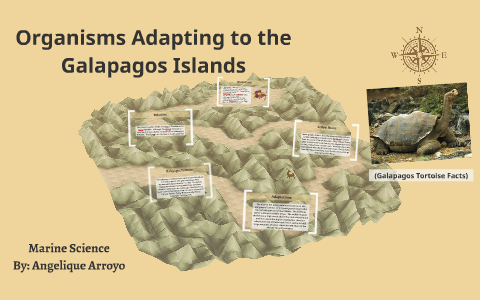 Organisms Adapting to the Galapagos Islands by Angelique Arroyo on Prezi