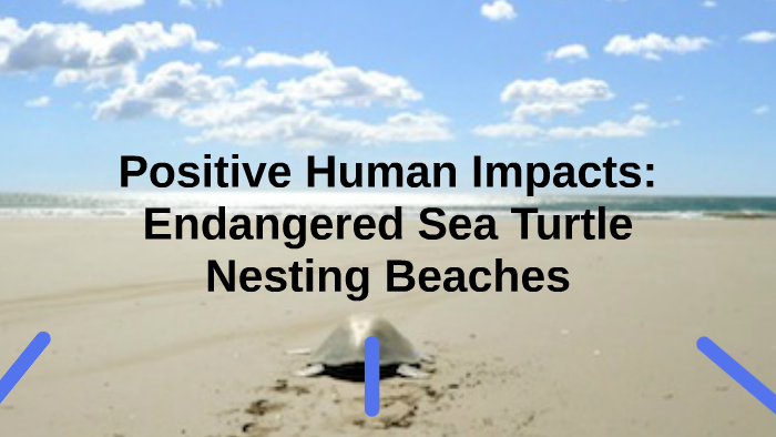 Positive Human Impacts: Sea Turtles by Ava Lorenz on Prezi