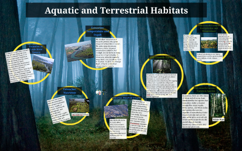 Aquatic and Terrestrial Habitats by Karin Davey on Prezi
