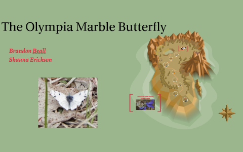 The Olympia Marble Butterfly by Brandon Beall on Prezi