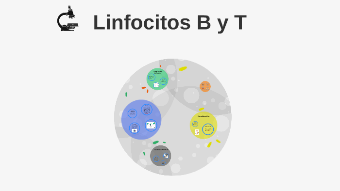 Linfocitos B y T by Elizabeth Corona on Prezi