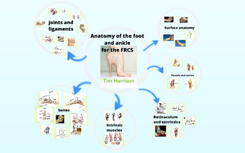 Anatomy of the foot and ankle by tim harrison on Prezi