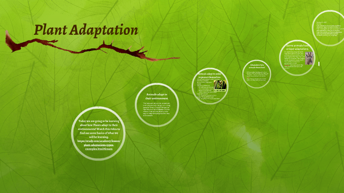 Plant Adaptation by Jordan Willingham