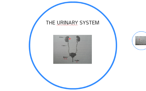 THE UNINARY SYSTEM by 율선 홍 on Prezi