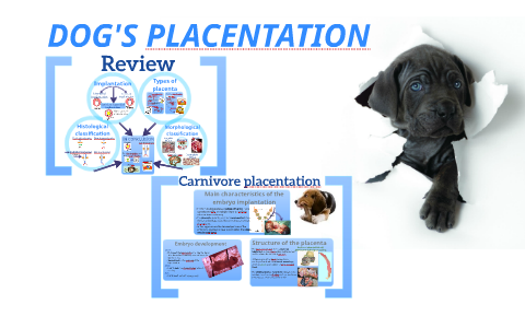 DOG'S PLACENTATION by Carmen García on Prezi