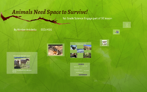 Animal Habitat 1st Grade Science lesson by kimber artidiello on Prezi