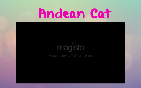 Andean Cat by Kailey Lund on Prezi