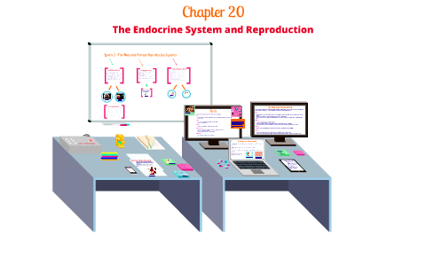 Chapter 20: The Endocrine System and Reproduction by Christer A on Prezi