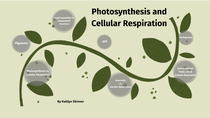 Photosynthesis and Cellular Respiration Unit Project by Kaitlyn Skinner ...