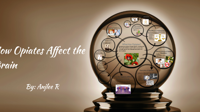 How Opiates Affect the Brain by Anjlee R on Prezi
