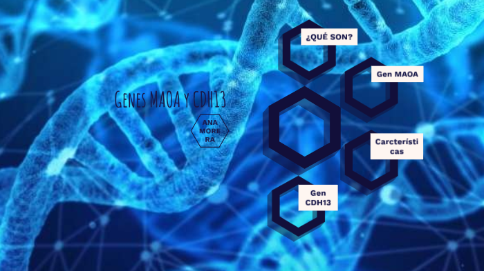 Genes MAOA y CDH13 by Ana Morera Monzó on Prezi