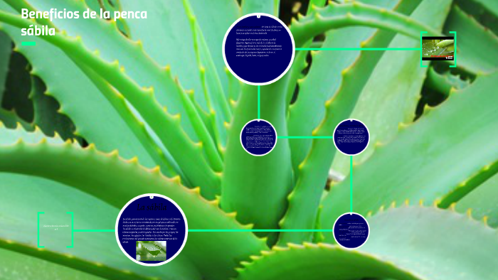 Beneficios de la penca sabila by Mariana Ramirez