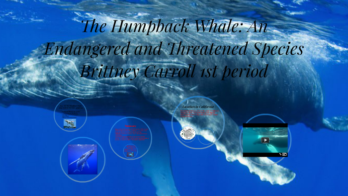 The Humpback Whale: An Endangered and Threatened Species by Brittney ...