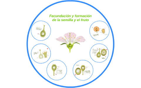 Fecundación y formación de la semilla y el fruto by dennis panadero on ...