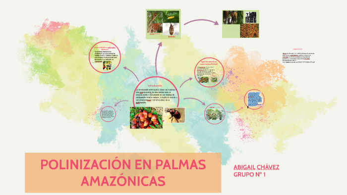 POLINIZACIÓN EN PALMAS AMAZÓNICAS by Aby Chávez Almeida on Prezi