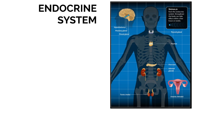 endocrine by genesis cordova on Prezi