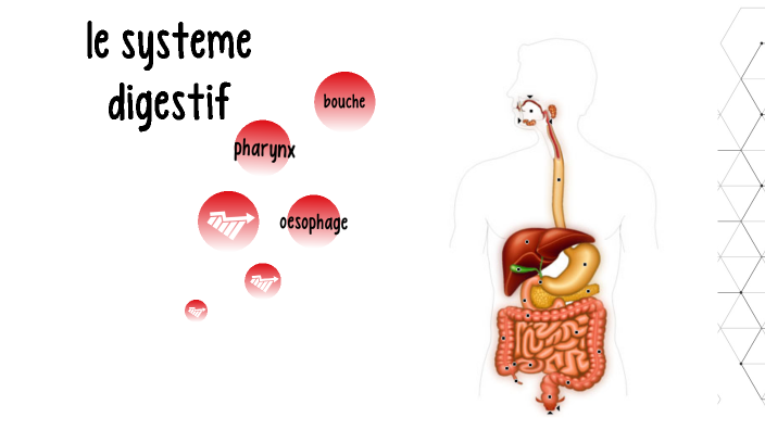 LE SYSTEME DIGESTIF by 8 8 on Prezi