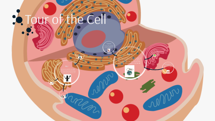 Tour of the Cell by Layla McCarus on Prezi Next