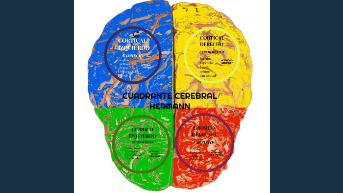 Cuadrante cerebral según Hermann by maria godoy on Prezi